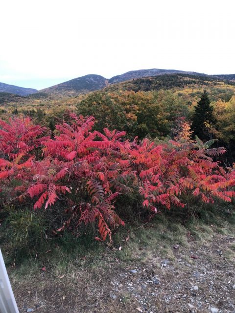 Acadia Choral Society | Acadia Choral Society